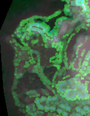 USGS Lidar Point Cloud HI_Hawaii_Island_Lidar_NOAA_2017_B17 5QJC970050 ...